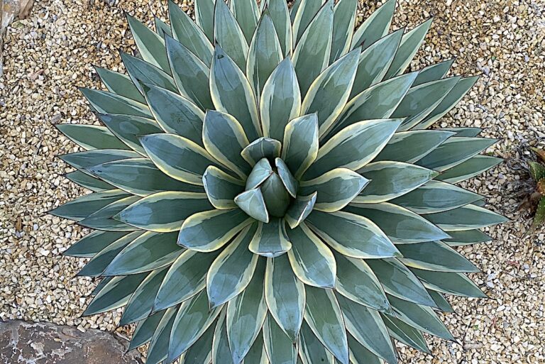 Succulents with Fibonacci Spirals