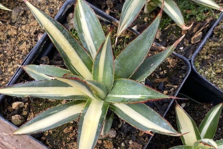 See Hidden Agave Nursery's Rare Agaves - Debra Lee Baldwin