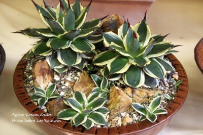 Agave Uses, Photos, IDs, Varieties | Debra Lee Baldwin, Succulent Expert
