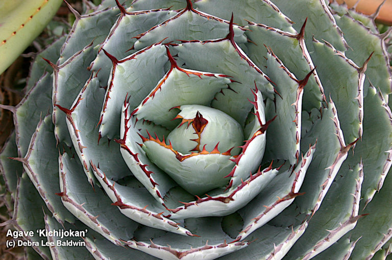 Agave Uses, Photos, IDs, Varieties | Debra Lee Baldwin, Succulent Expert