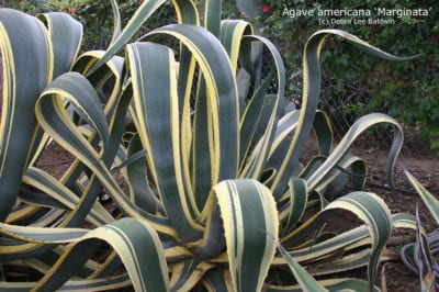 Agave Uses, Photos, IDs, Varieties | Debra Lee Baldwin, Succulent Expert