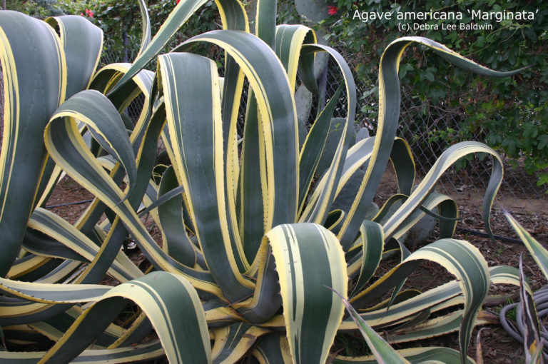 Agave Uses, Photos, IDs, Varieties | Debra Lee Baldwin, Succulent Expert