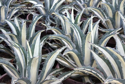 Agave Uses, Photos, IDs, Varieties | Debra Lee Baldwin, Succulent Expert