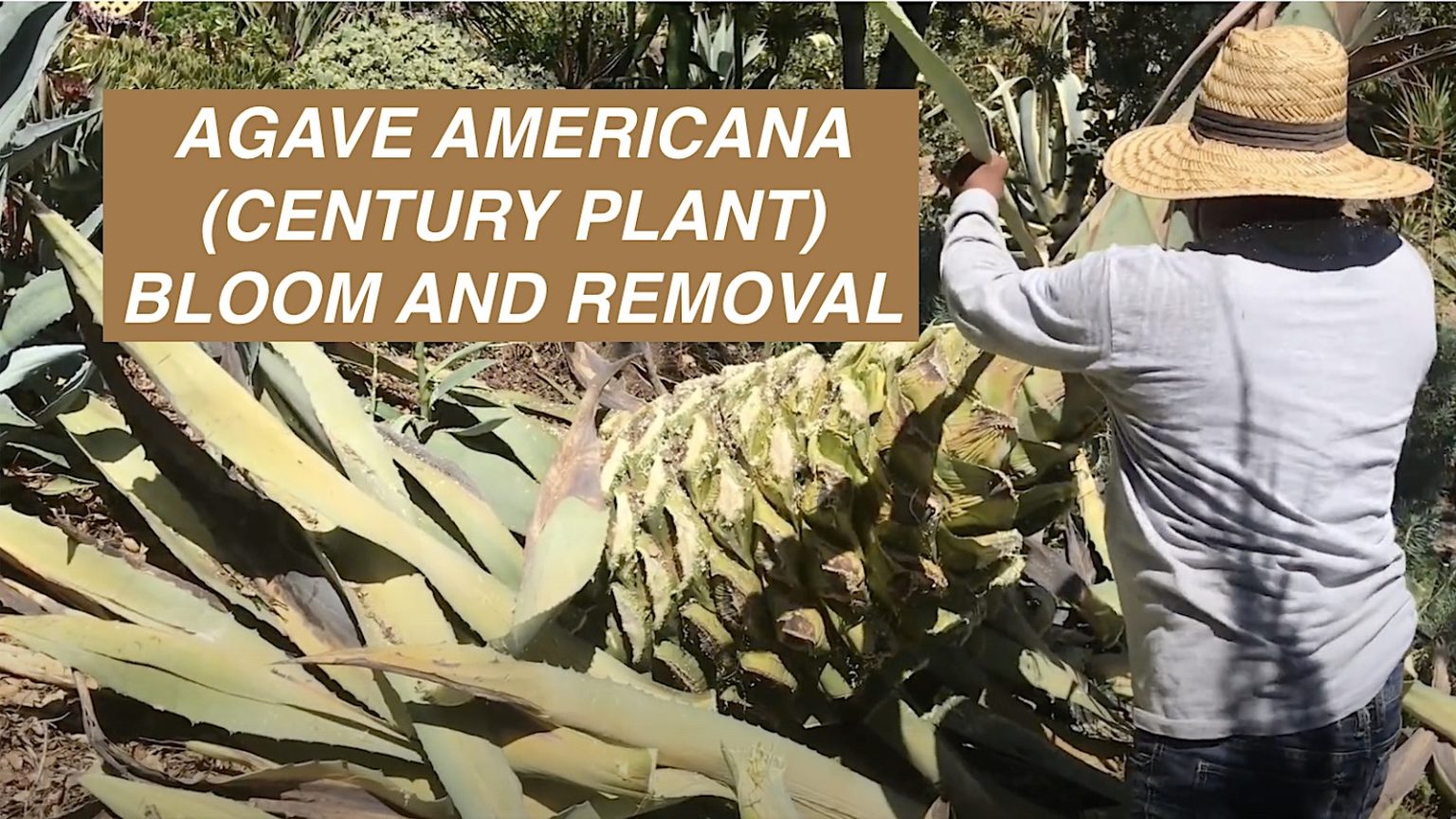 Agave Dermatitis: How harmful is agave sap? Are you susceptible ...