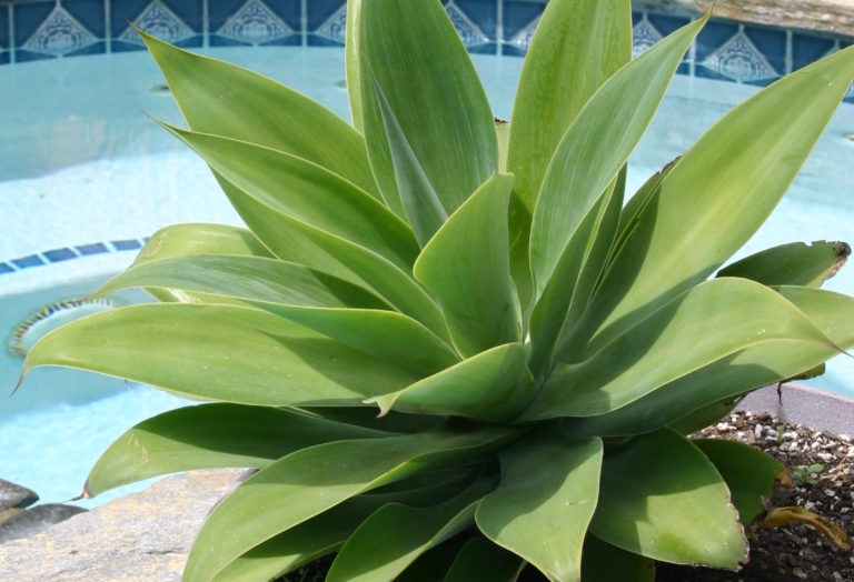 Agave Uses, Photos, IDs, Varieties | Debra Lee Baldwin, Succulent Expert