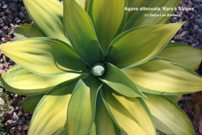 Agave Uses, Photos, IDs, Varieties | Debra Lee Baldwin, Succulent Expert