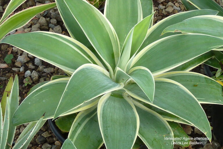 Agave Uses, Photos, IDs, Varieties | Debra Lee Baldwin, Succulent Expert
