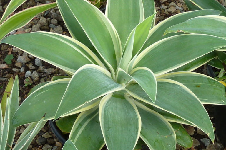 Shade Succulents: 80+ low-water plants for your garden's shady spots