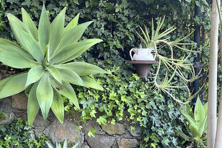 See Debra's Idea-Filled Garden - Debra Lee Baldwin