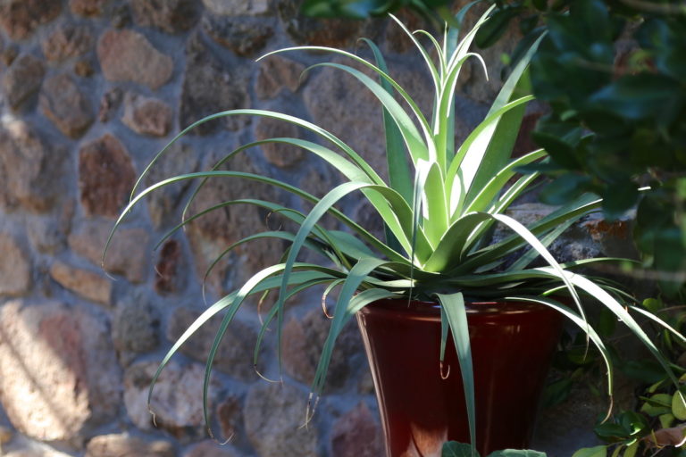 Shade Succulents: 80+ low-water plants for your garden's shady spots