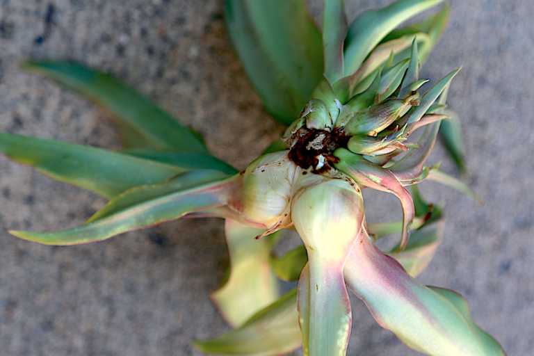 Agave Uses, Photos, IDs, Varieties | Debra Lee Baldwin, Succulent Expert