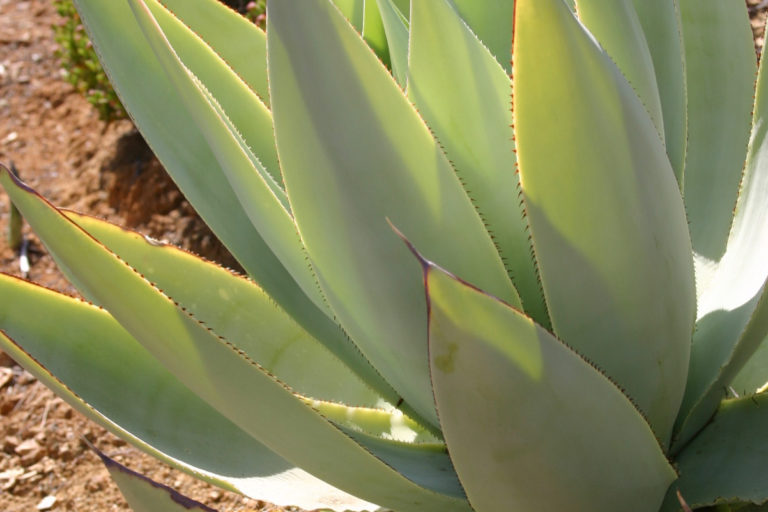 Agave Uses, Photos, IDs, Varieties | Debra Lee Baldwin, Succulent Expert