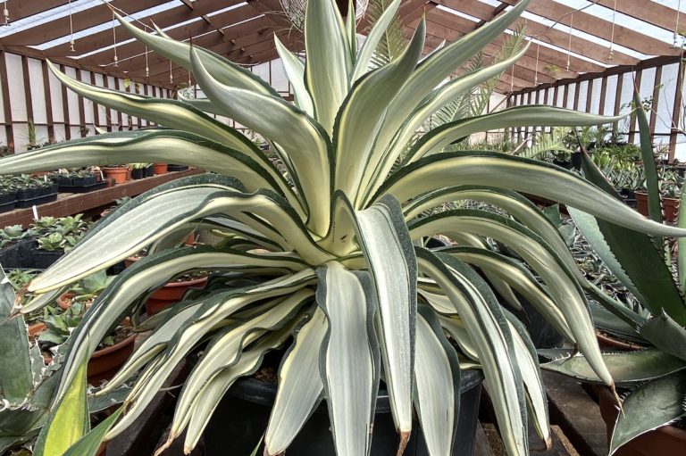 See Hidden Agave Nursery's Rare Agaves - Debra Lee Baldwin