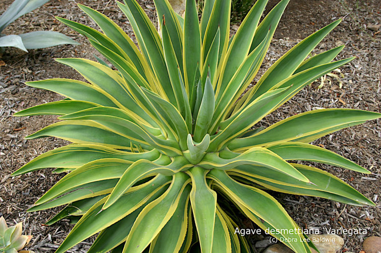 Agave Uses, Photos, IDs, Varieties | Debra Lee Baldwin, Succulent Expert