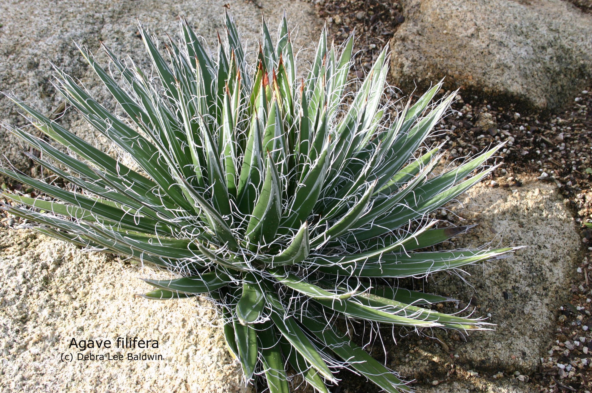 Agave Uses, Photos, IDs, Varieties | Debra Lee Baldwin, Succulent Expert
