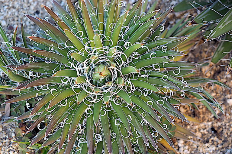 Succulents with Fibonacci Spirals
