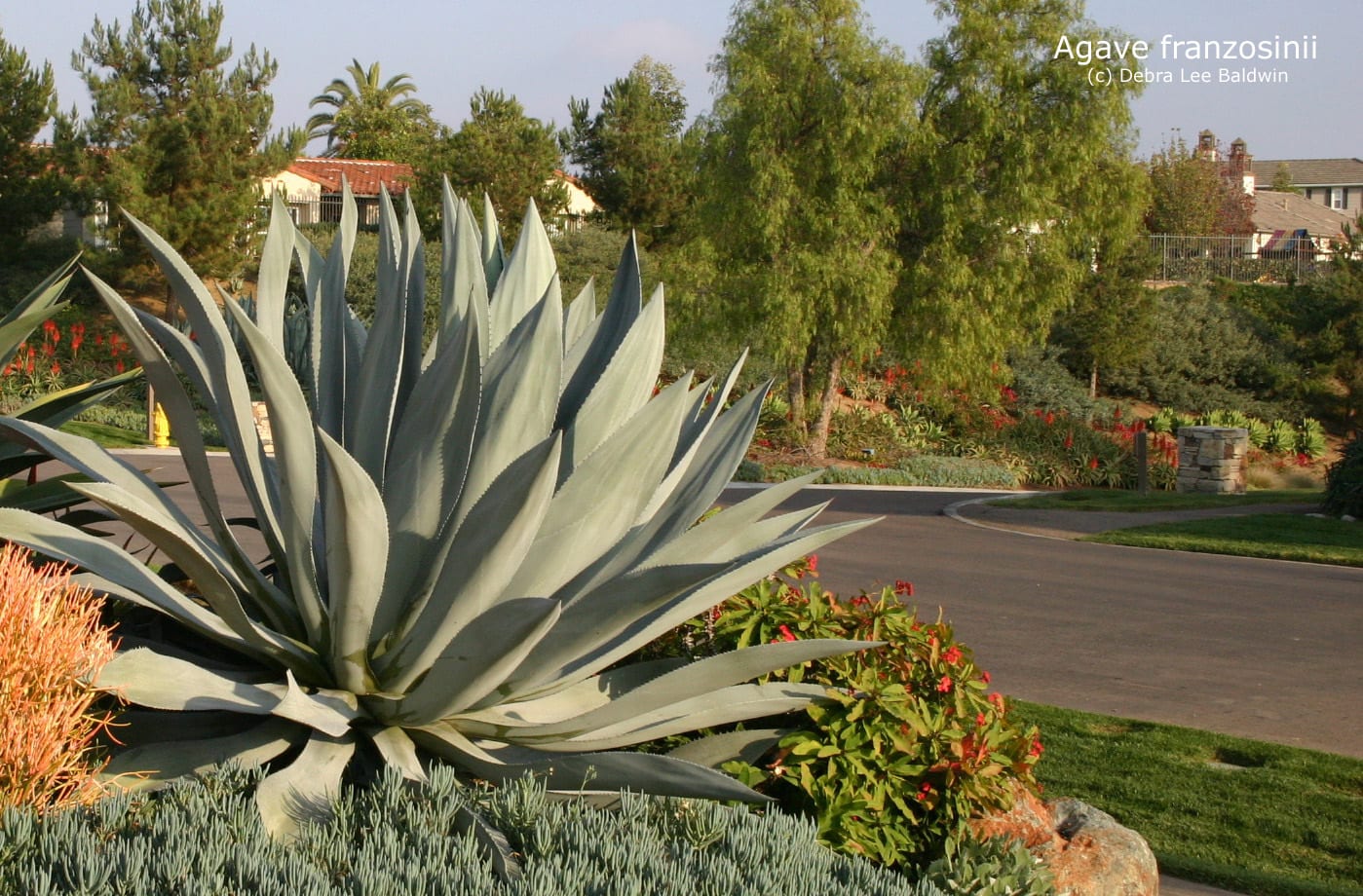 Agave Uses, Photos, IDs, Varieties | Debra Lee Baldwin, Succulent Expert