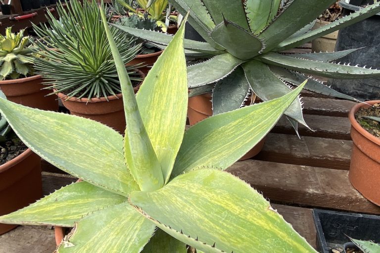 See Hidden Agave Nursery's Rare Agaves - Debra Lee Baldwin