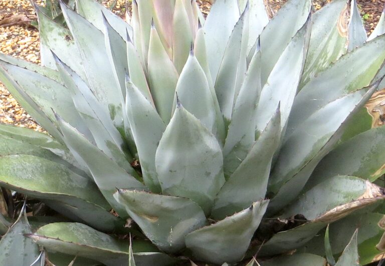 Agave Uses, Photos, IDs, Varieties | Debra Lee Baldwin, Succulent Expert