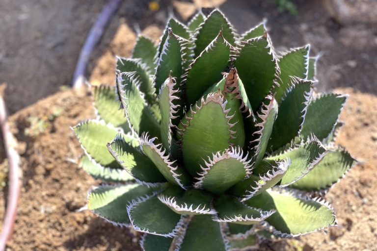 See Hidden Agave Nursery's Rare Agaves - Debra Lee Baldwin