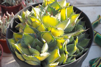 Agave Uses, Photos, IDs, Varieties | Debra Lee Baldwin, Succulent Expert
