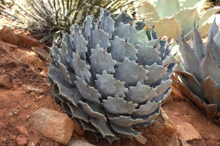 Agave Uses, Photos, IDs, Varieties | Debra Lee Baldwin, Succulent Expert