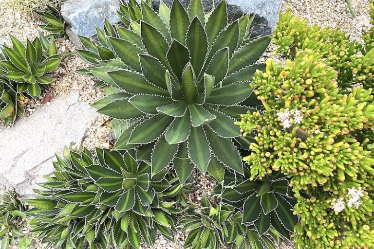 Agave Uses, Photos, IDs, Varieties | Debra Lee Baldwin, Succulent Expert