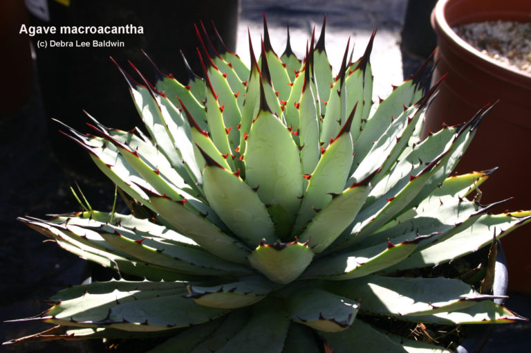 Agave Uses, Photos, IDs, Varieties | Debra Lee Baldwin, Succulent Expert