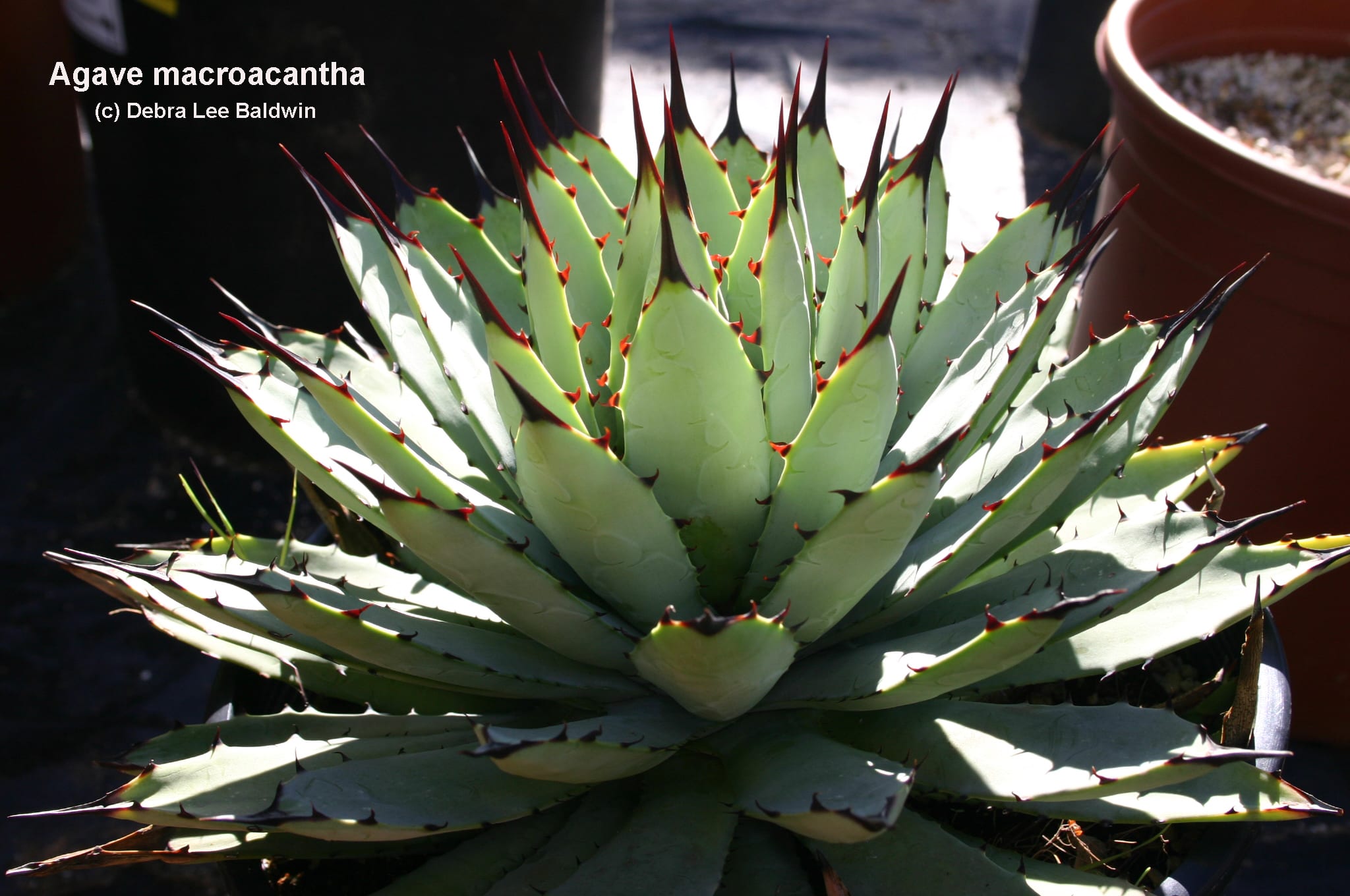 Agave Uses, Photos, IDs, Varieties | Debra Lee Baldwin, Succulent Expert