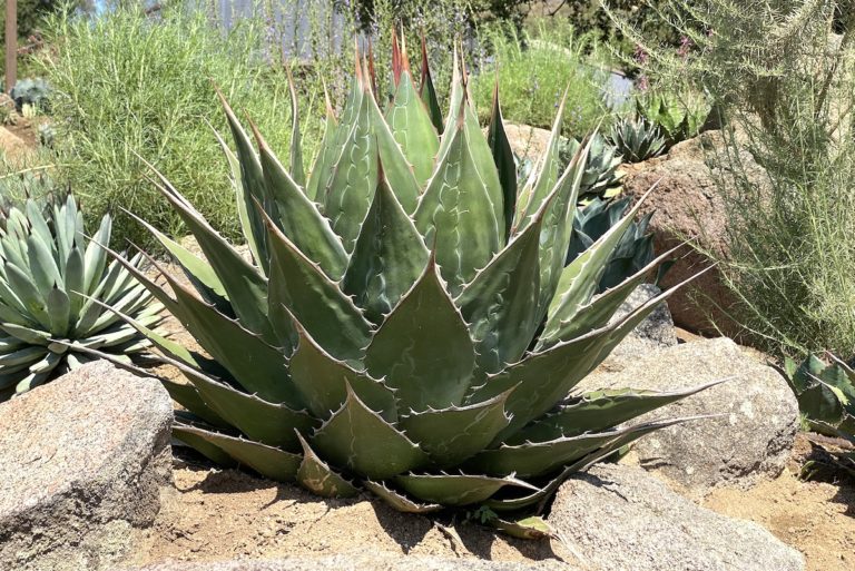 See Hidden Agave Nursery's Rare Agaves - Debra Lee Baldwin