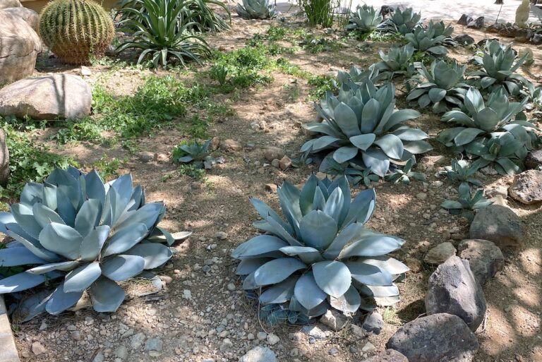 Great Plants and Ideas from Arizona Gardens - Debra Lee Baldwin