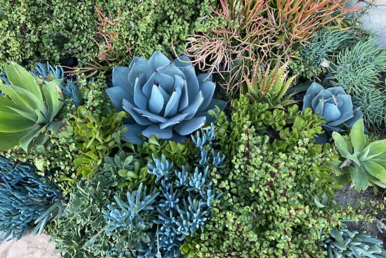 Create a "Flower" Bed with Rosette Succulents - Debra Lee Baldwin