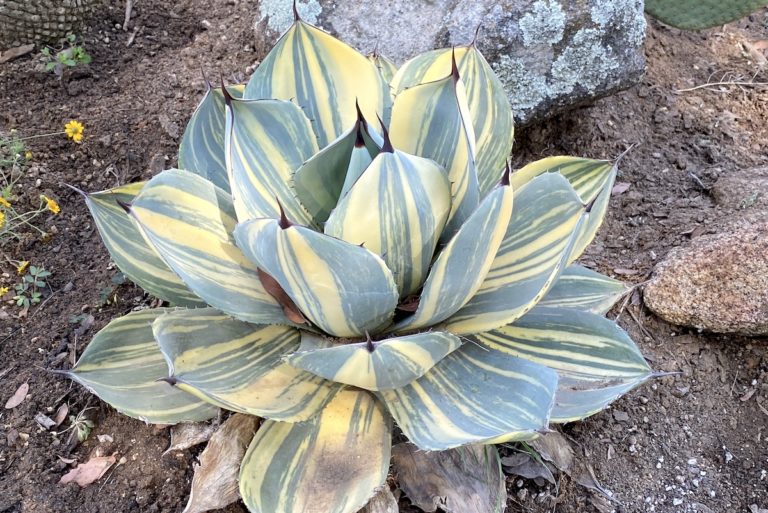 See Hidden Agave Nursery's Rare Agaves - Debra Lee Baldwin