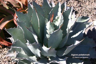 Agave Uses, Photos, IDs, Varieties | Debra Lee Baldwin, Succulent Expert