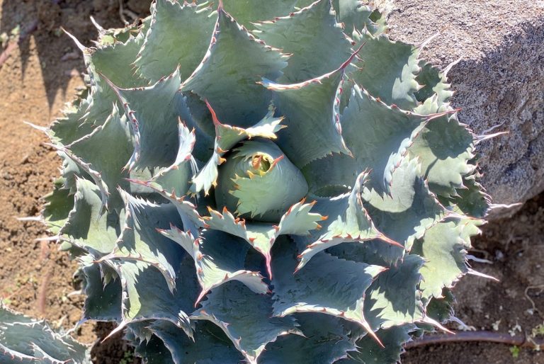 See Hidden Agave Nursery's Rare Agaves - Debra Lee Baldwin