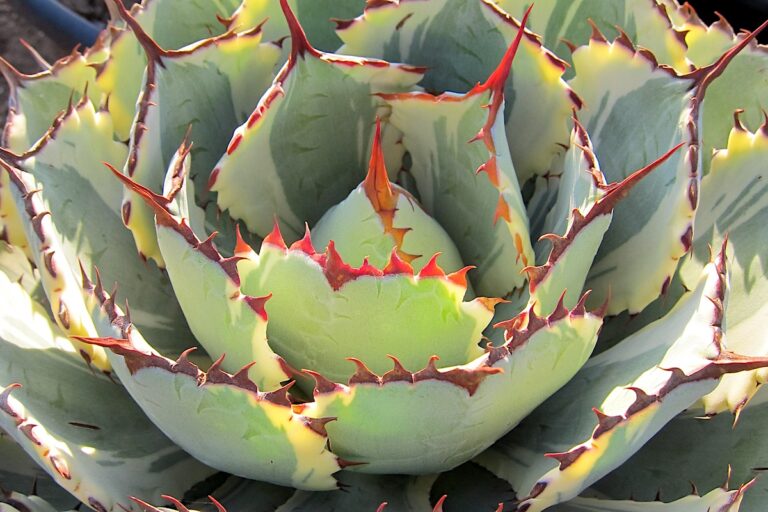 Succulents with Fibonacci Spirals