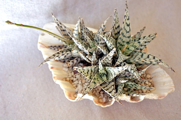 Shade Succulents: 80+ low-water plants for your garden's shady spots