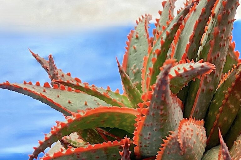 Dwarf Aloes Perfect for Pots - Debra Lee Baldwin