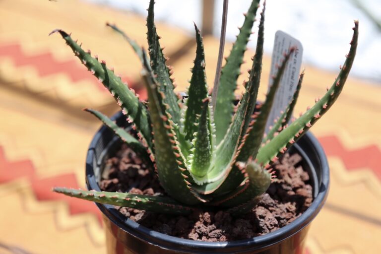 Dwarf Aloes Perfect for Pots - Debra Lee Baldwin