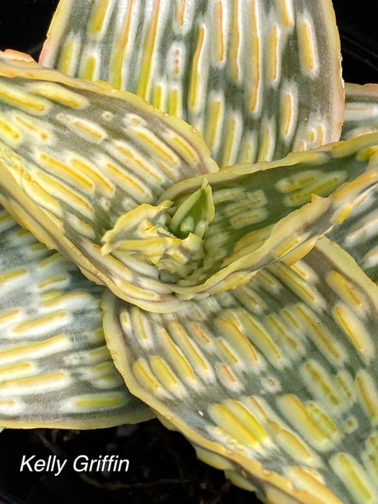 Dwarf Aloes Perfect for Pots - Debra Lee Baldwin