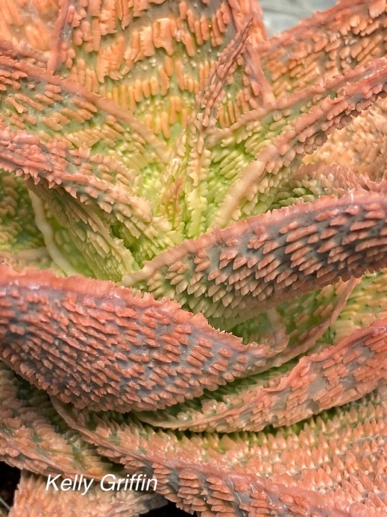 Dwarf Aloes Perfect for Pots - Debra Lee Baldwin