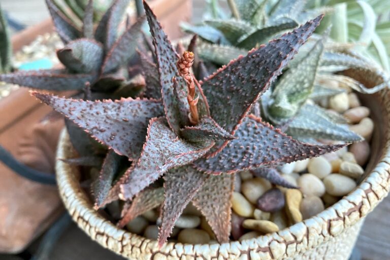 Dwarf Aloes Perfect for Pots - Debra Lee Baldwin