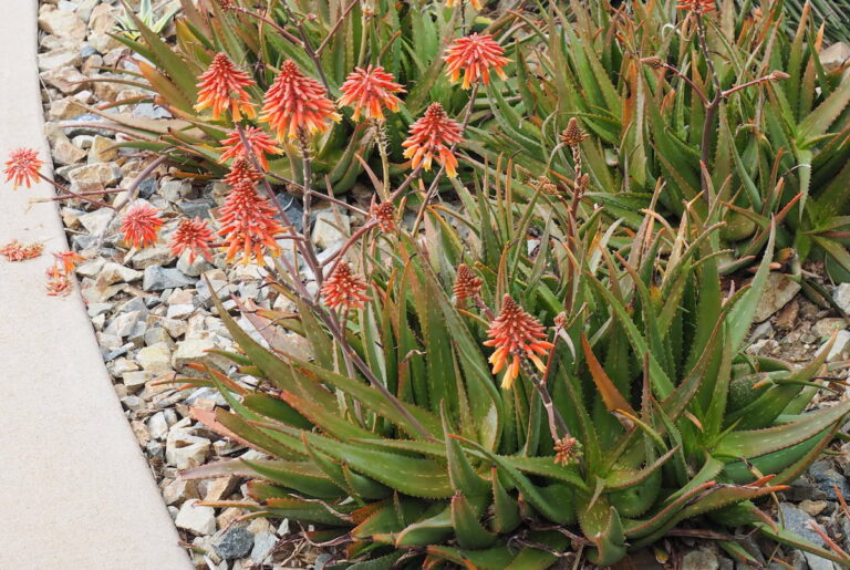 Succulent Driveway Essentials - Debra Lee Baldwin