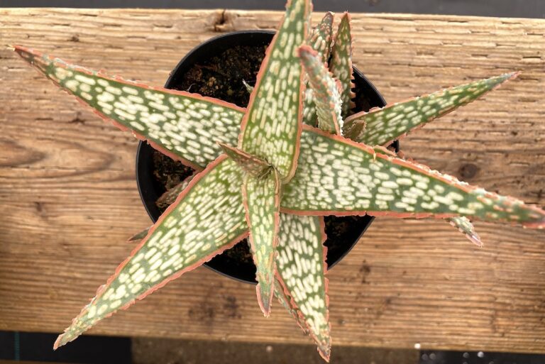 Dwarf Aloes Perfect for Pots - Debra Lee Baldwin