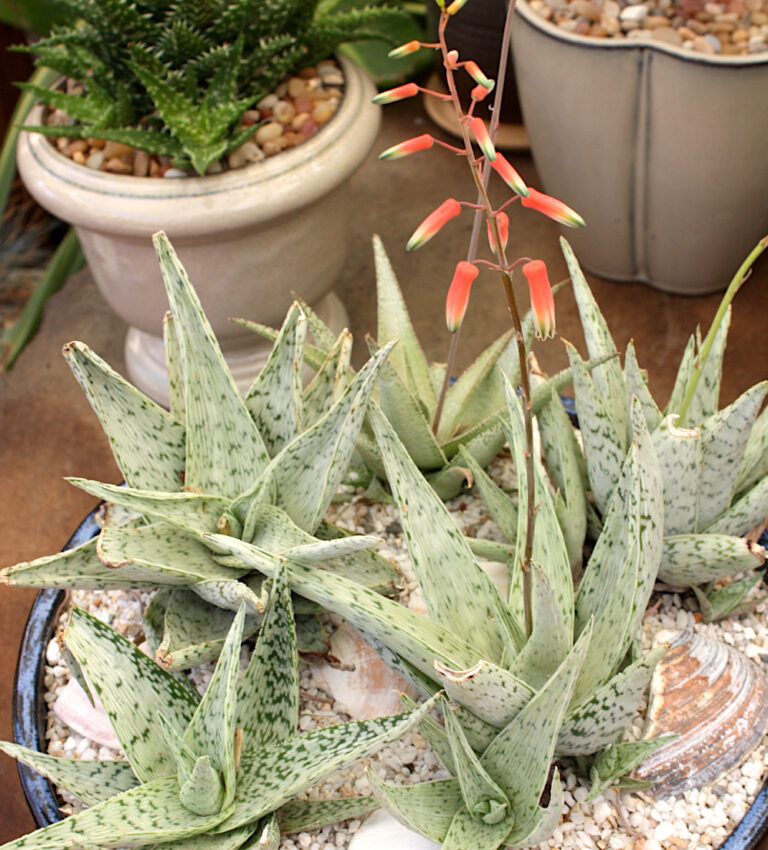 Dwarf Aloes Perfect for Pots - Debra Lee Baldwin
