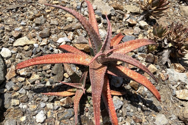 South African Succulents at the Safari Park Garden - Debra Lee Baldwin
