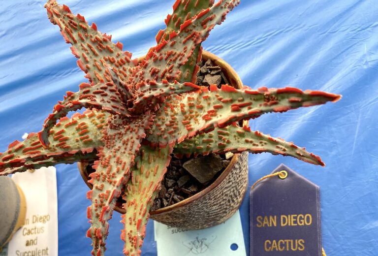 Dwarf Aloes Perfect for Pots - Debra Lee Baldwin