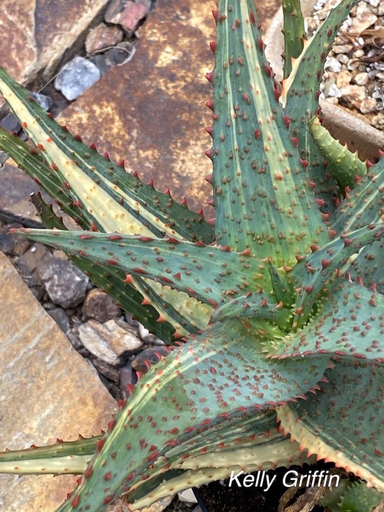 Dwarf Aloes Perfect for Pots - Debra Lee Baldwin