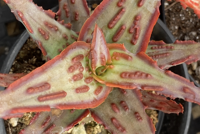 Dwarf Aloes Perfect for Pots - Debra Lee Baldwin