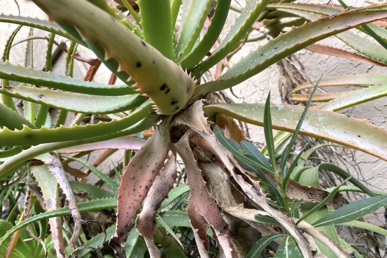 About Aloe arborescens (torch aloe) - Debra Lee Baldwin